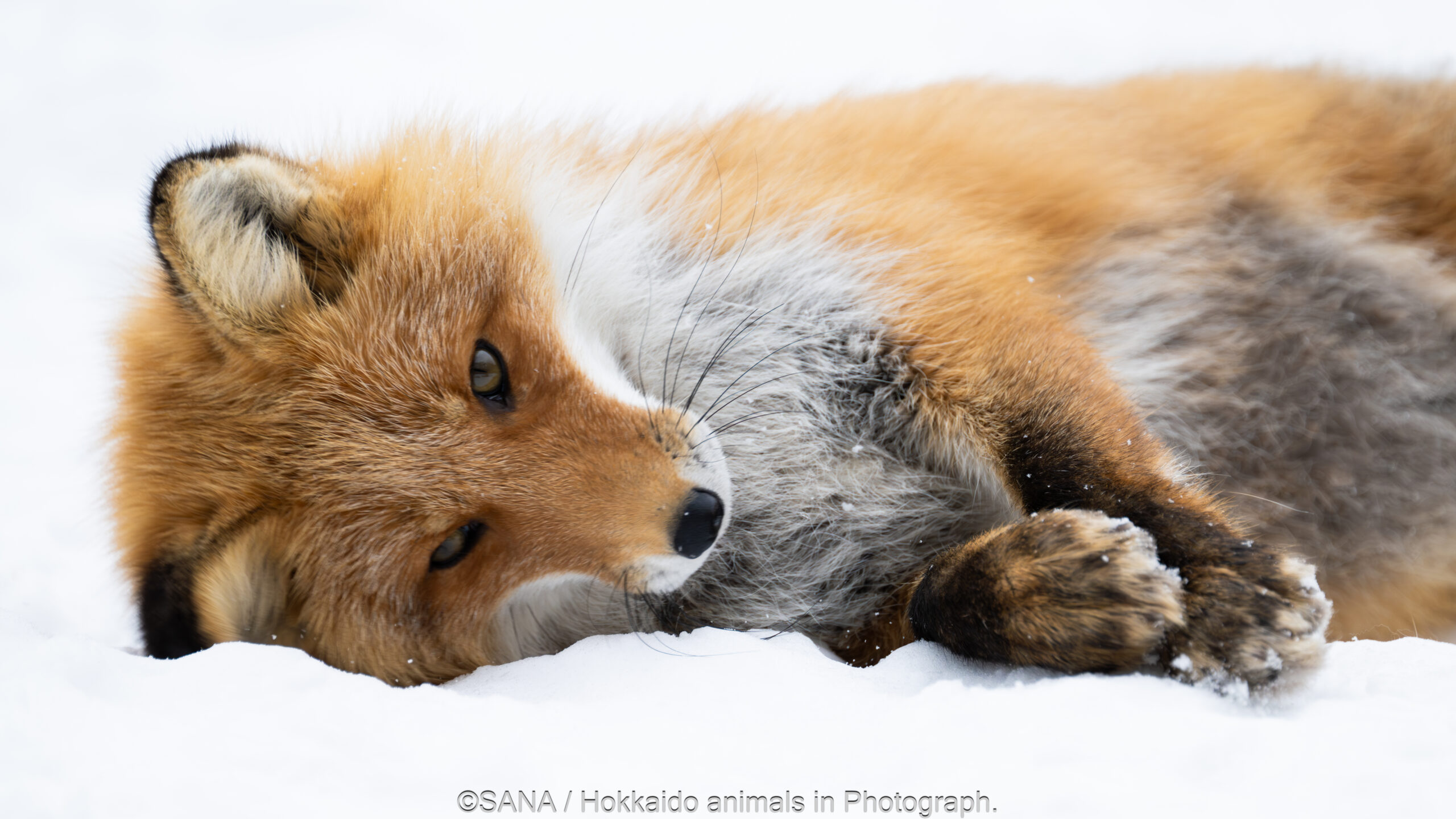 Usual Kitakitsune farm (Additional Article) | Hokkaido animals in ...